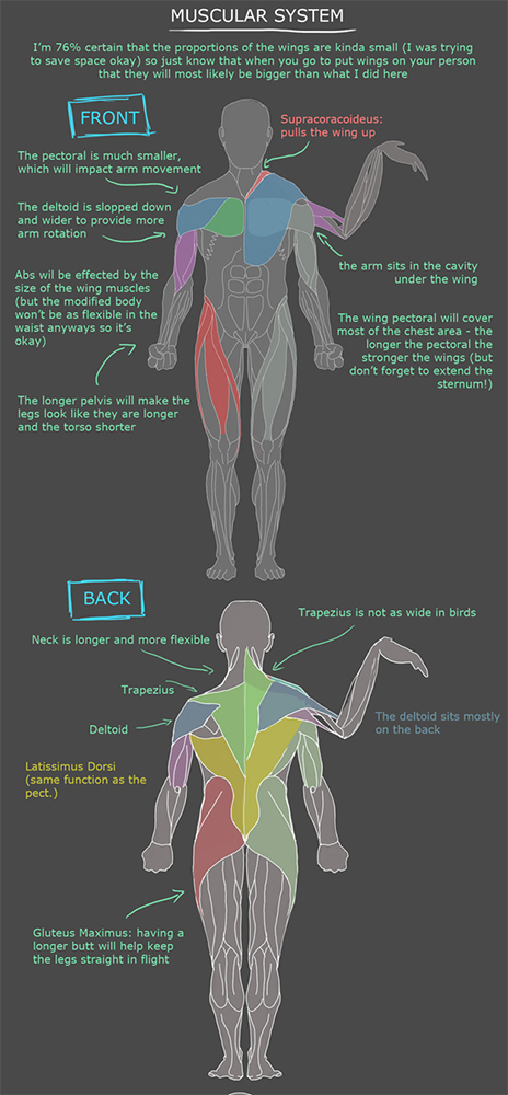 Anatomie Des Muscles Du Dragon Climat, Dragons Et Loups Géants : Que