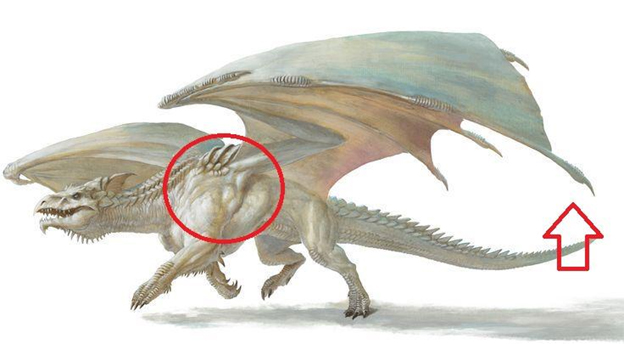 Dragon Muscle Anatomy