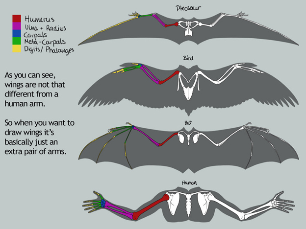 Dragon Anatomy | Article by Vorthos Mike