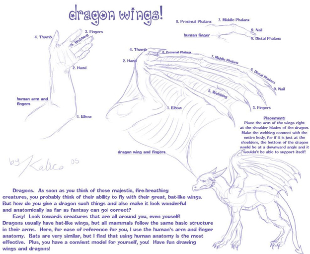 Dragon Wing Anatomy