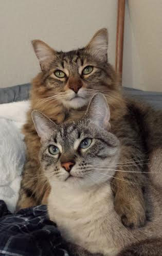 Interview with Ari Levitch | Article by Ant Tessitore